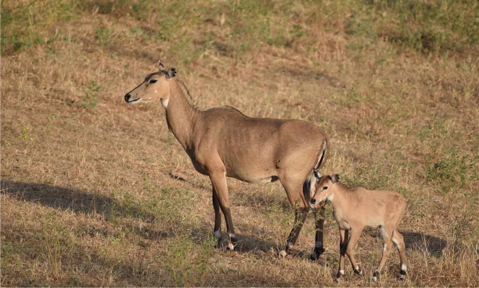 Nilgai Animal Facts - Boselaphus tragocamelus - A-Z Animals