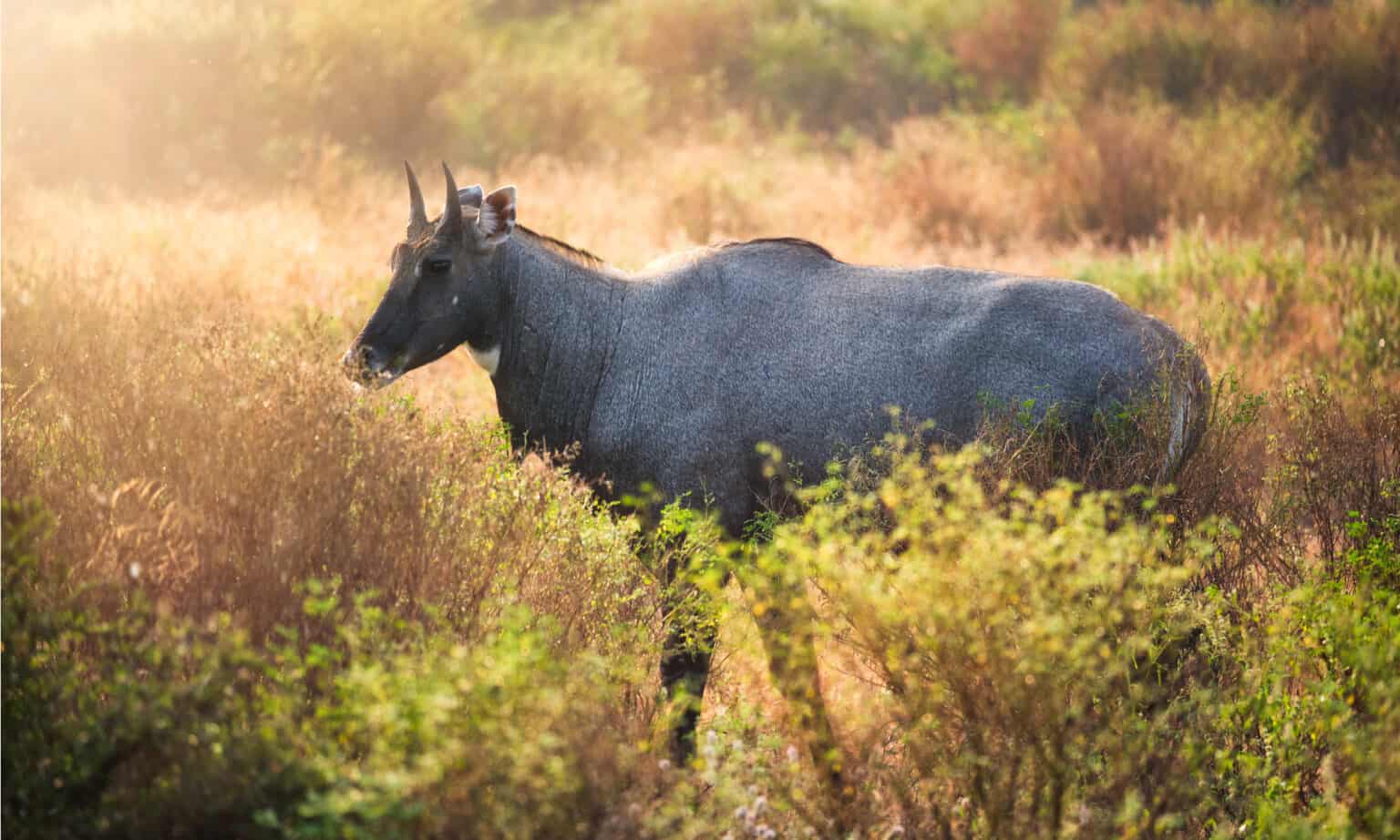 Nilgai Animal Facts - Boselaphus tragocamelus - A-Z Animals