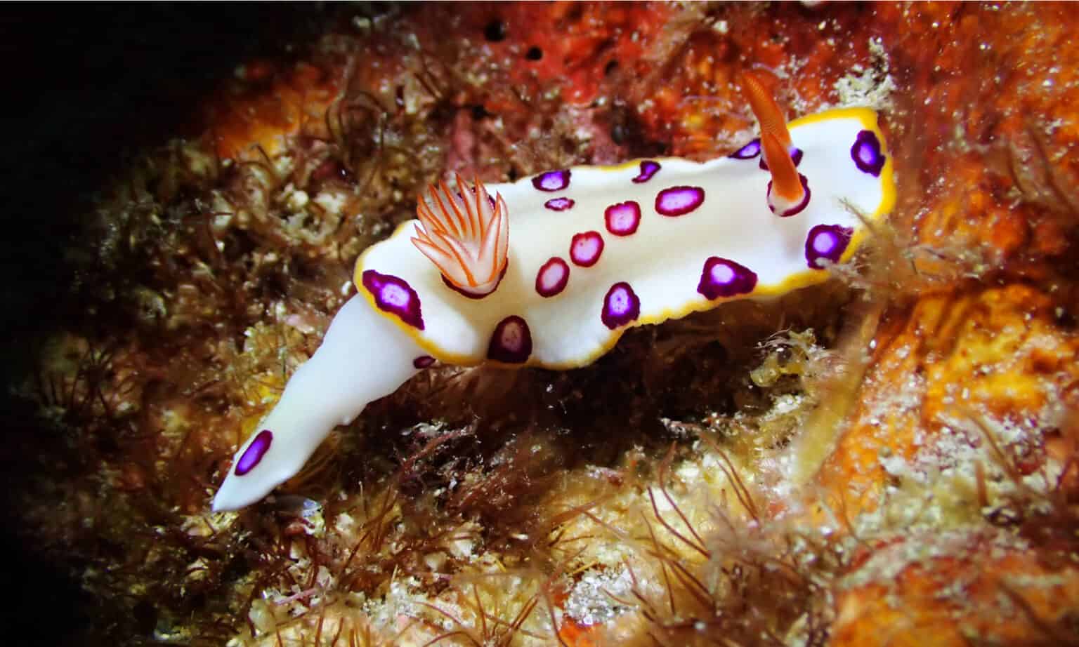 15 Sea Slugs You Won’t Believe Are Real - A-Z Animals
