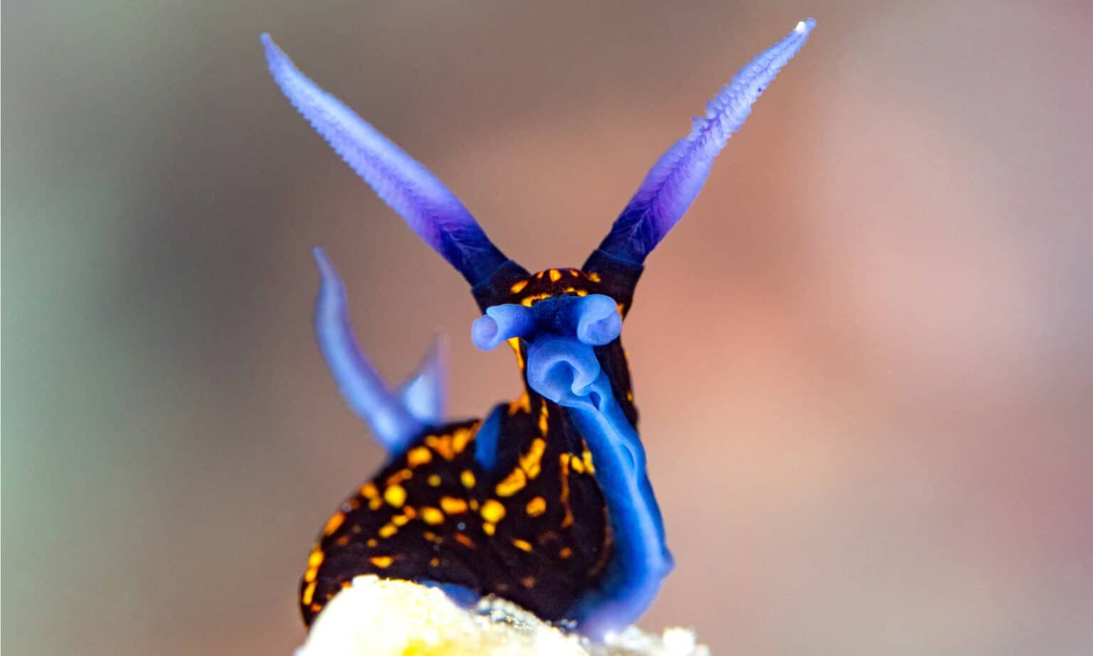 15 of The Most Beautifully Vibrant Creatures On The Planet - A-Z Animals