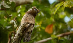 Potoo Animal Facts - Nyctibiidae - A-Z Animals