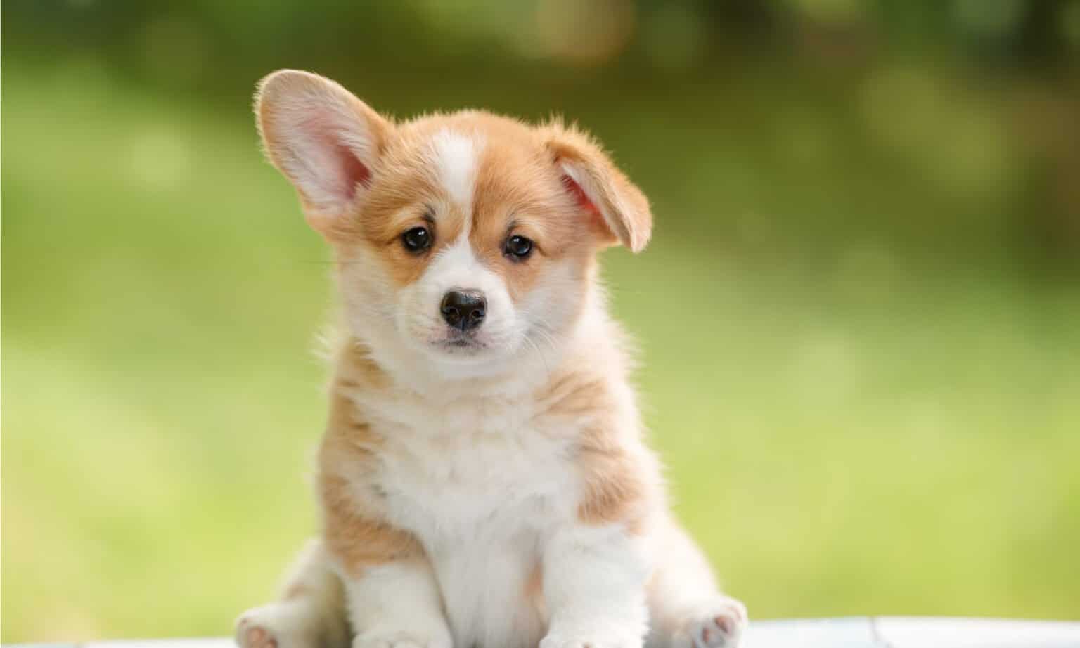 Corgi Progression: Growth Chart, Milestones, and Training Tips - A-Z ...