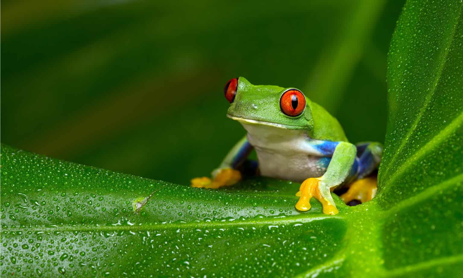 Red-Eyed Tree Frog Animal Facts - Agalychnis callidryas - A-Z Animals