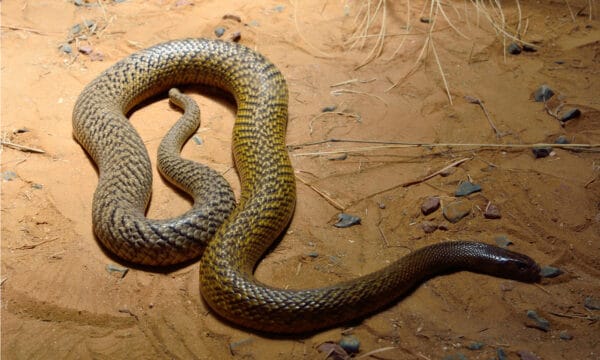 Fierce Snake Animal Facts - Oxyuranus microlepidotus - A-Z Animals