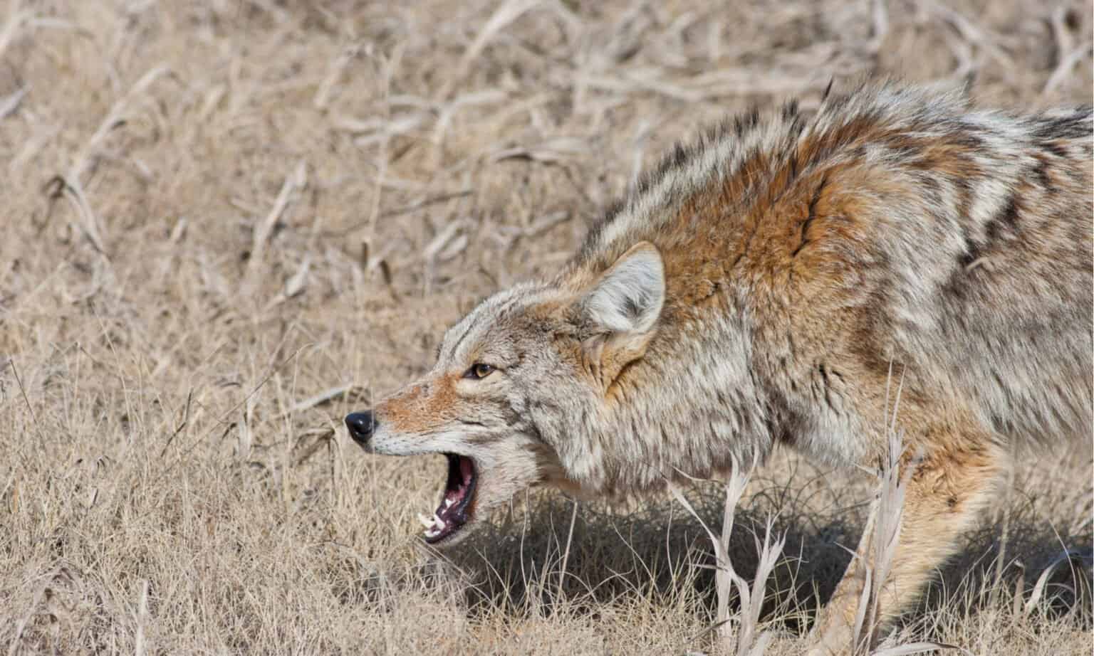 15 Animals on the Appalachian Trail - A-Z Animals