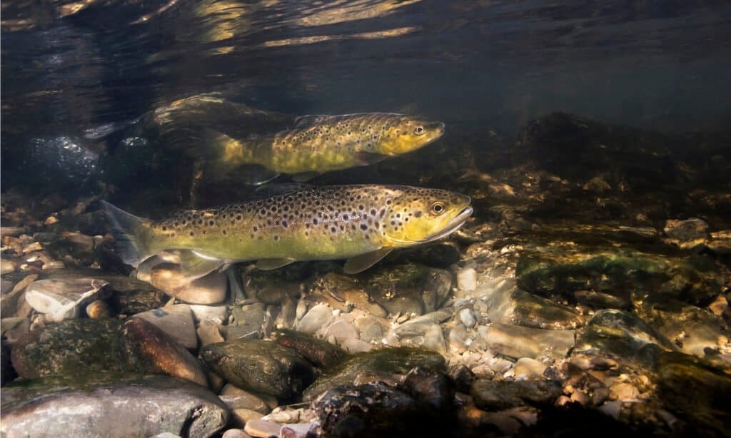 Trout Animal Facts - A-Z Animals