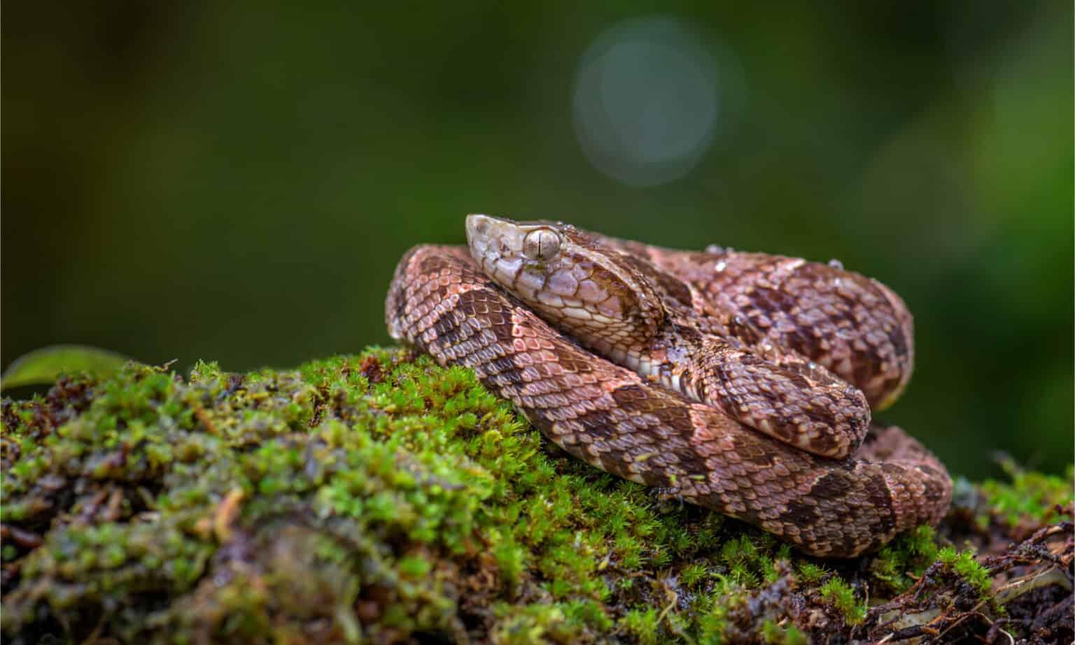 The Deadliest Snake on Every Continent in the World - A-Z Animals