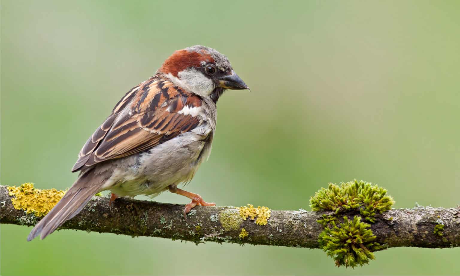 House Sparrow (English Sparrow) Animal Pictures | A-Z Animals