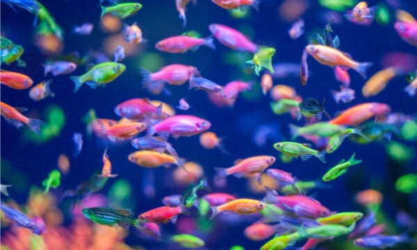Glofish Lifespan: How Long Do Glofish Live? - A-Z Animals