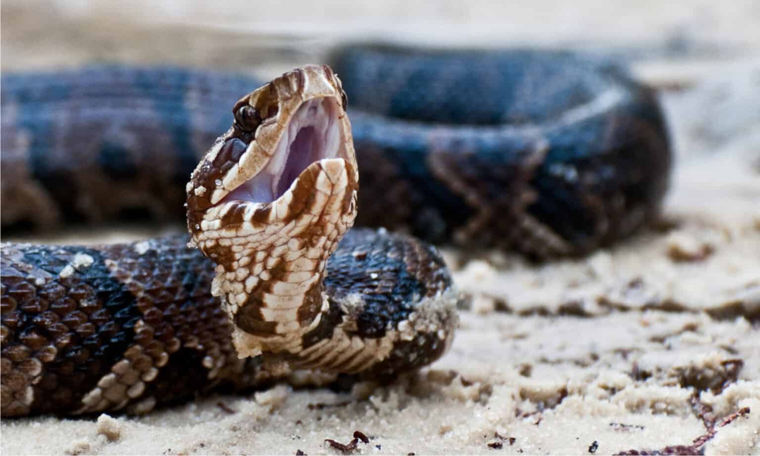 Cottonmouth Population By State - A-Z Animals