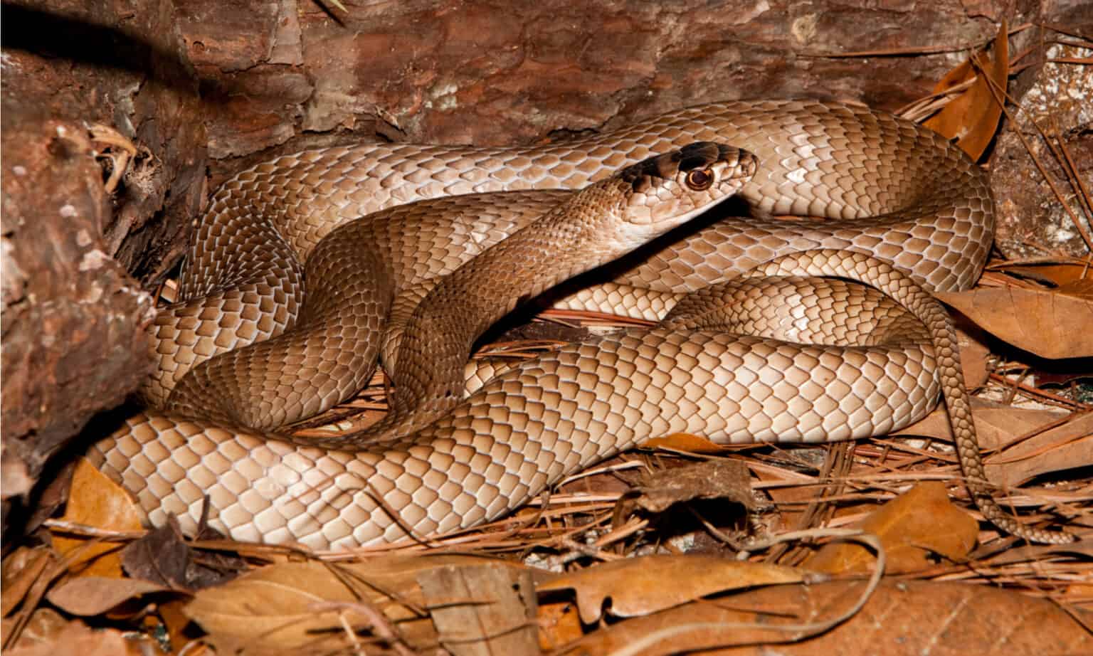 These Are the 13 Biggest Snakes in the United States Today - A-Z Animals