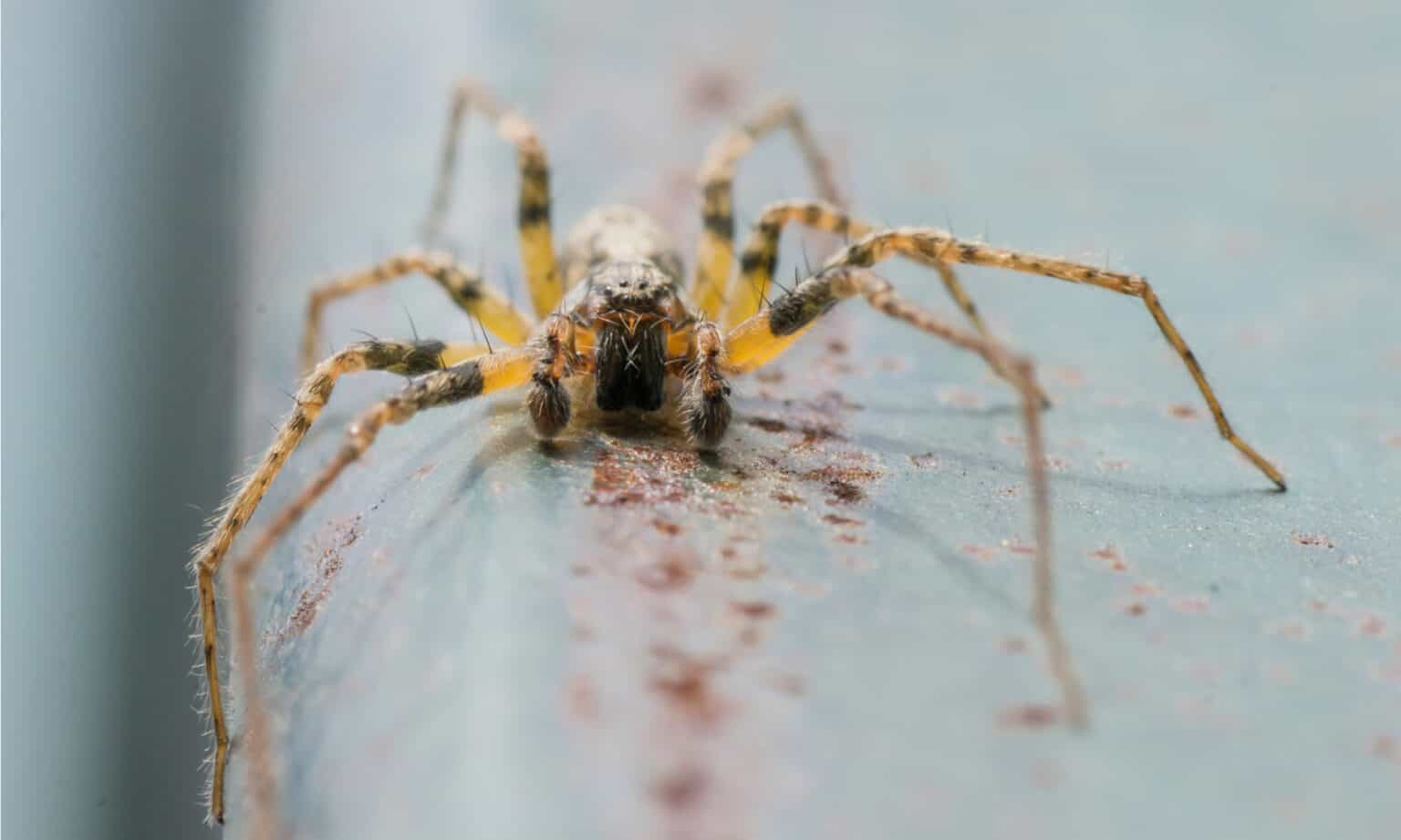 7 Most Terrifying Spiders Found in the Arctic - A-Z Animals