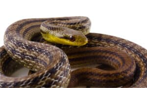 Japanese Snake: What Snakes Live in Japan? - A-Z Animals