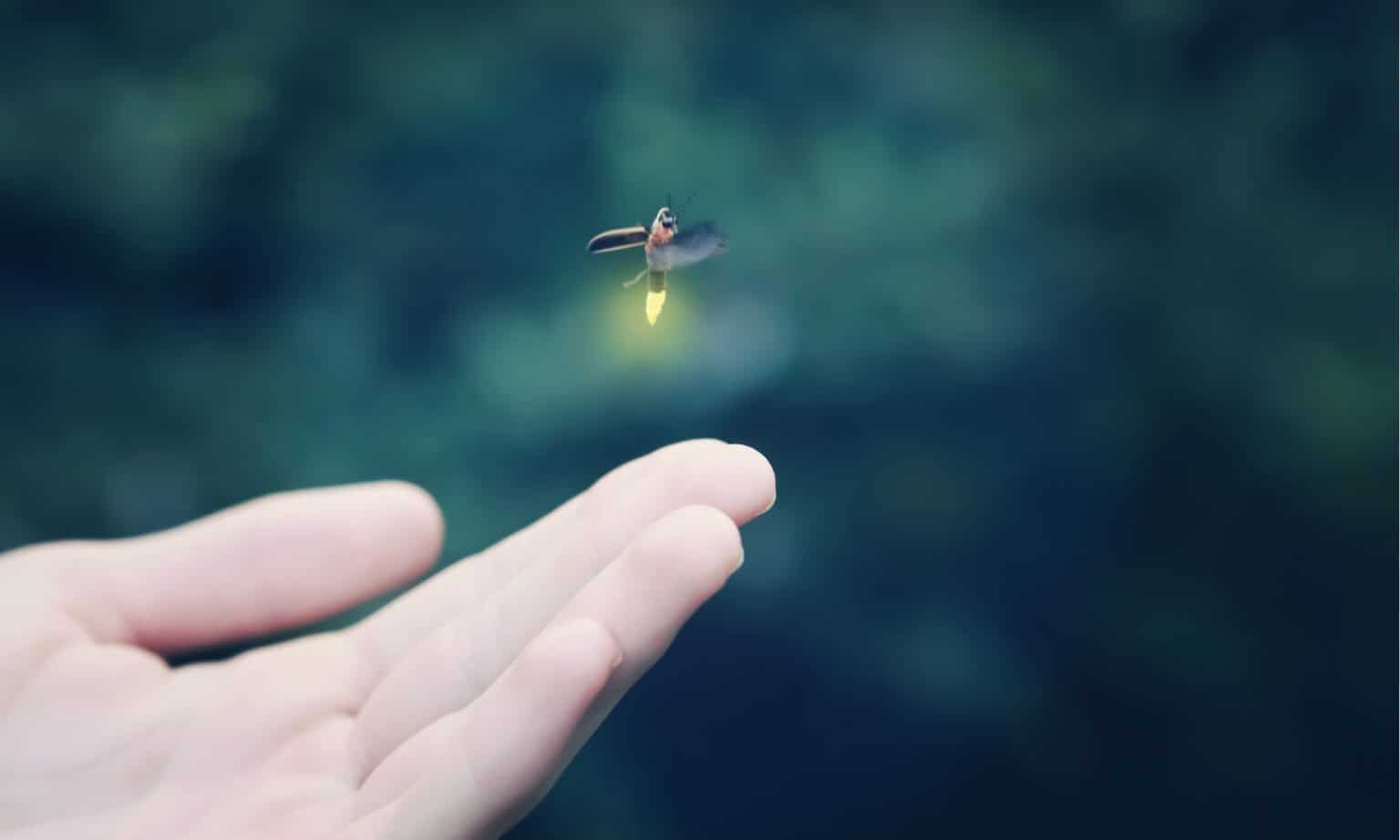 Firefly Insect Facts - Lampyridae - A-Z Animals