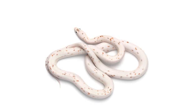 12 Common White Snakes (Pictures, Level of Danger, and More) - A-Z Animals