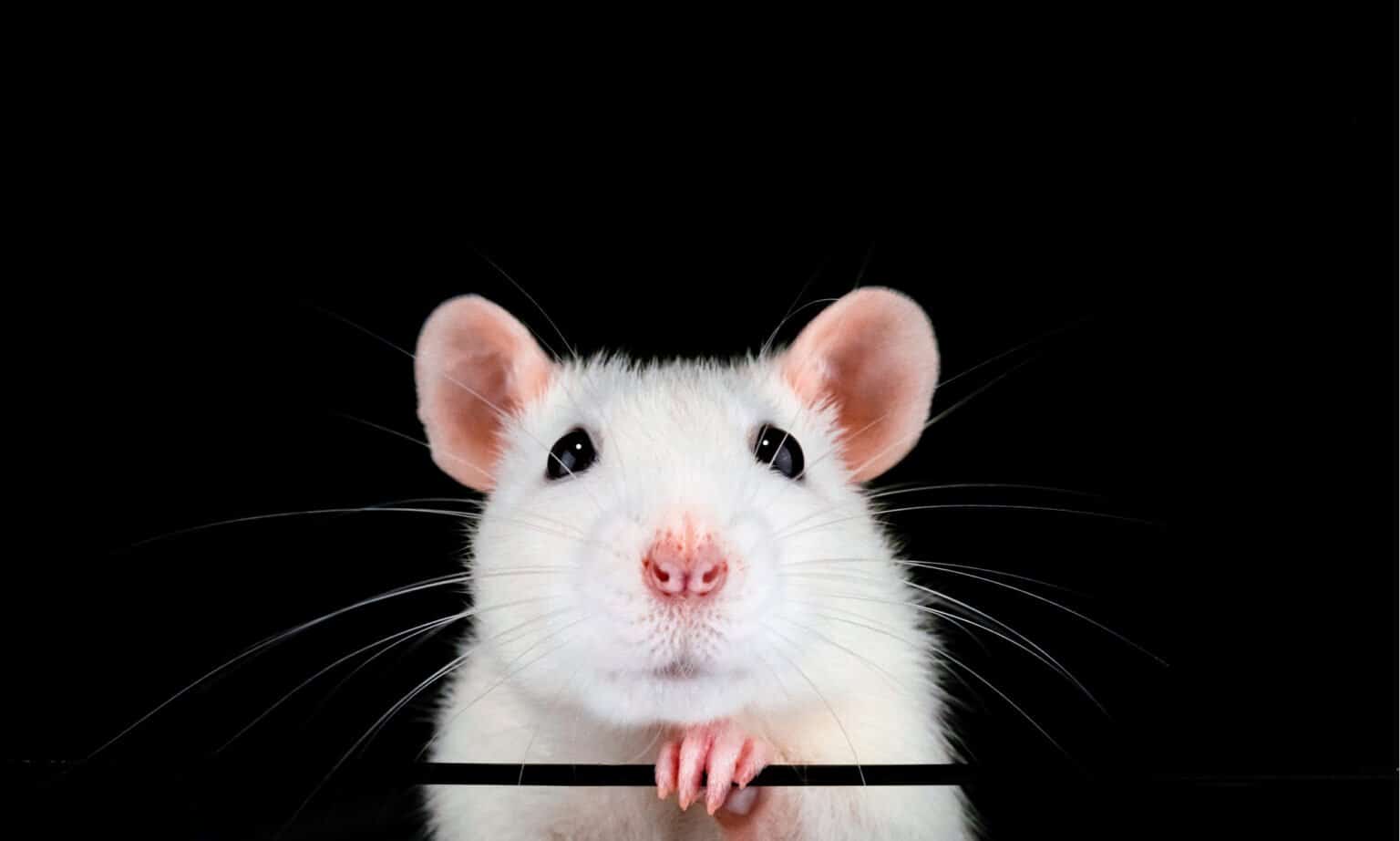 Mouse Animal Facts - A-Z Animals