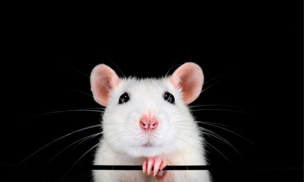 Mouse Animal Facts - A-Z Animals