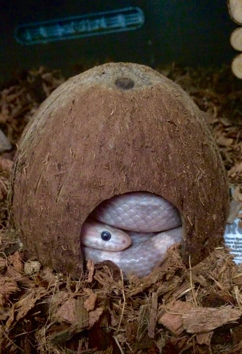 Corn Snake Morphs: The Complete List - A-Z Animals