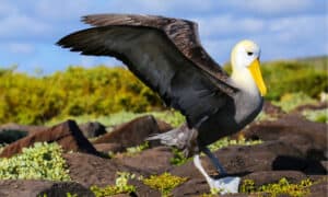 10 Incredible Albatross Facts - AZ Animals