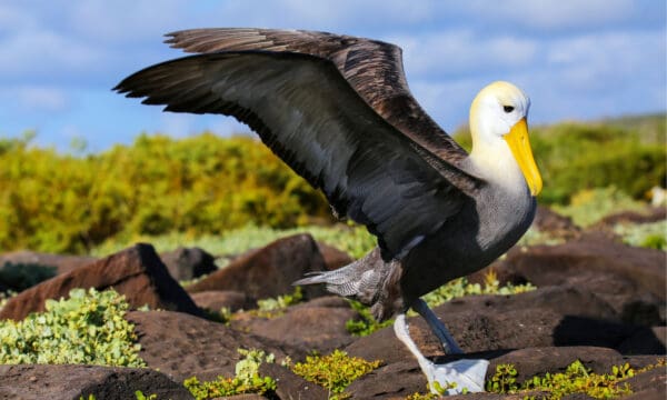 Albatross Animal Facts - Diomedeidae - A-Z Animals