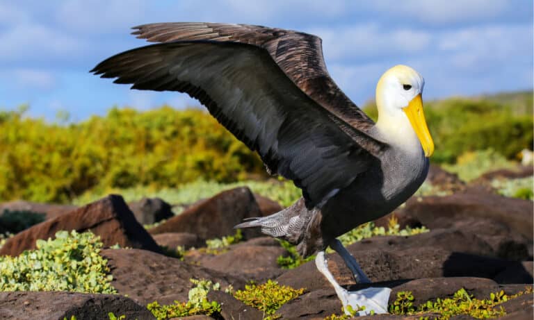 Albatross Bird Facts - Diomedeidae - A-Z Animals