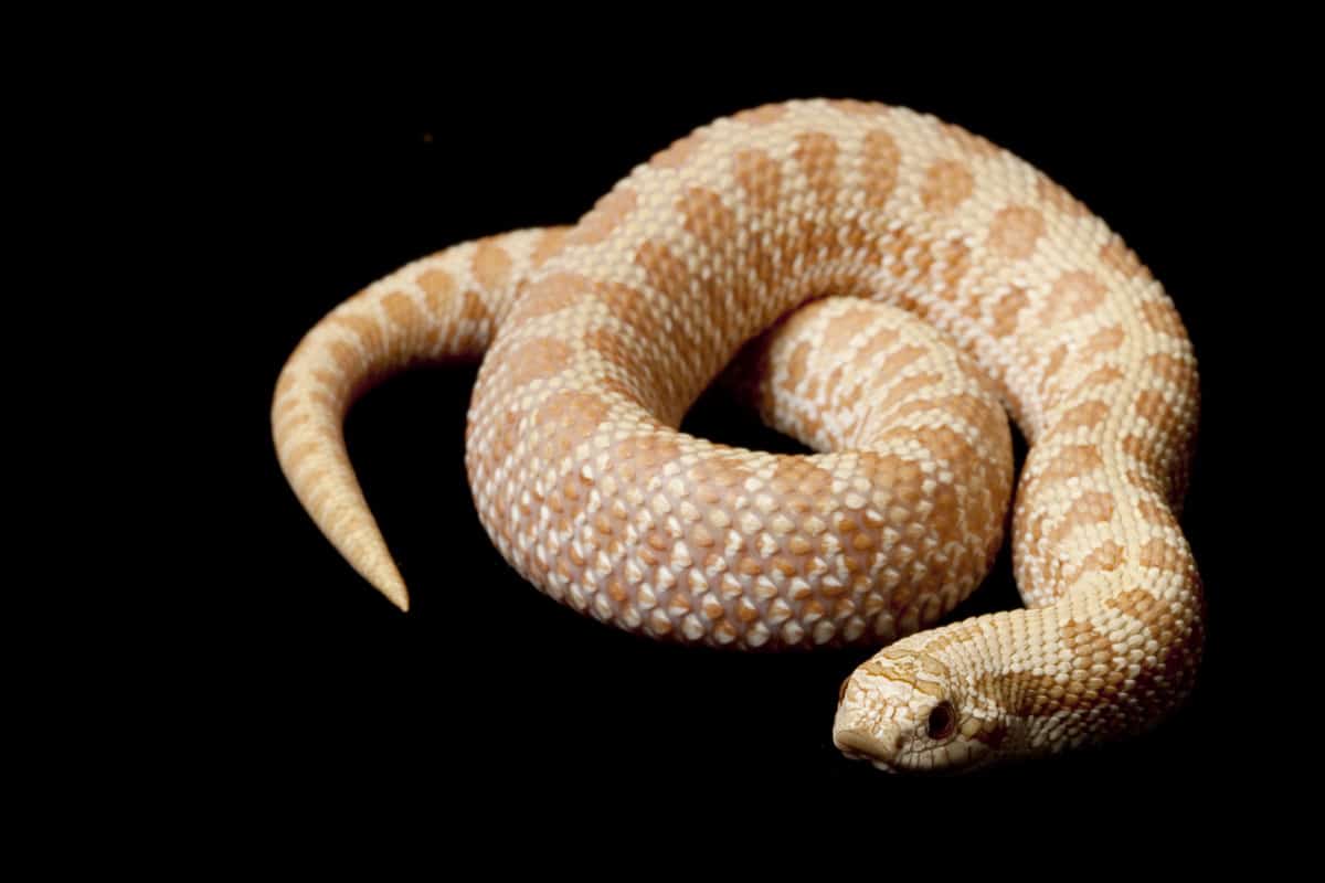 10 Snakes That Stay Small: One Can Curl Up on a Quarter! - A-Z Animals