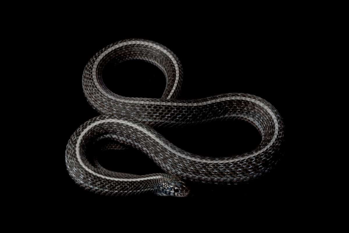 Garter Snake Morphs: Discover 11 Types - A-Z Animals