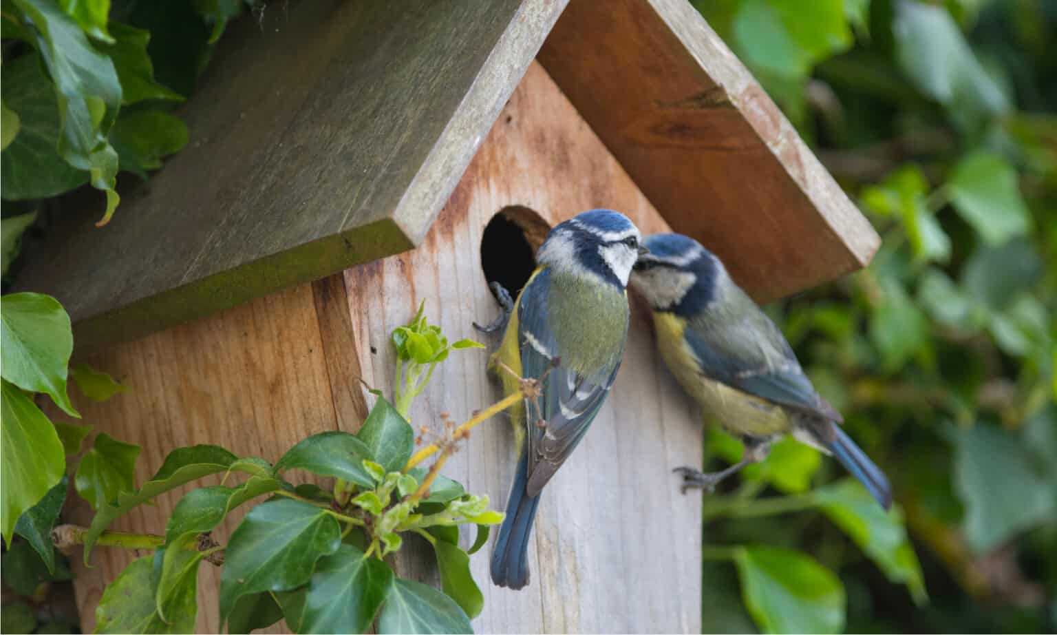 Blue Tit Animal Facts - Cyanistes caeruleus - A-Z Animals