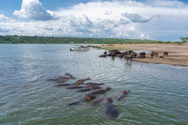 Hippopotamus Animal Facts - Hippopotamus amphibius - A-Z Animals