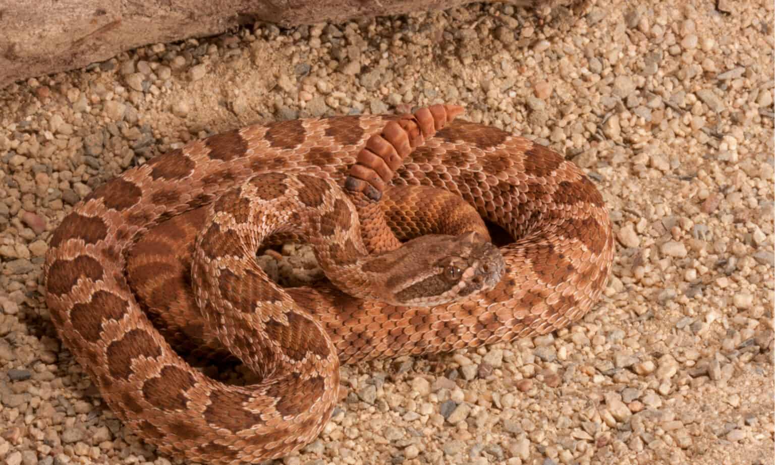 Discover the 7 Types of Rattlesnakes in Utah - A-Z Animals