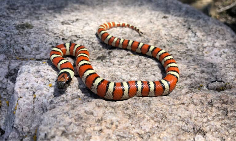 6 Cheapest Snakes to Keep as Pets - A-Z Animals
