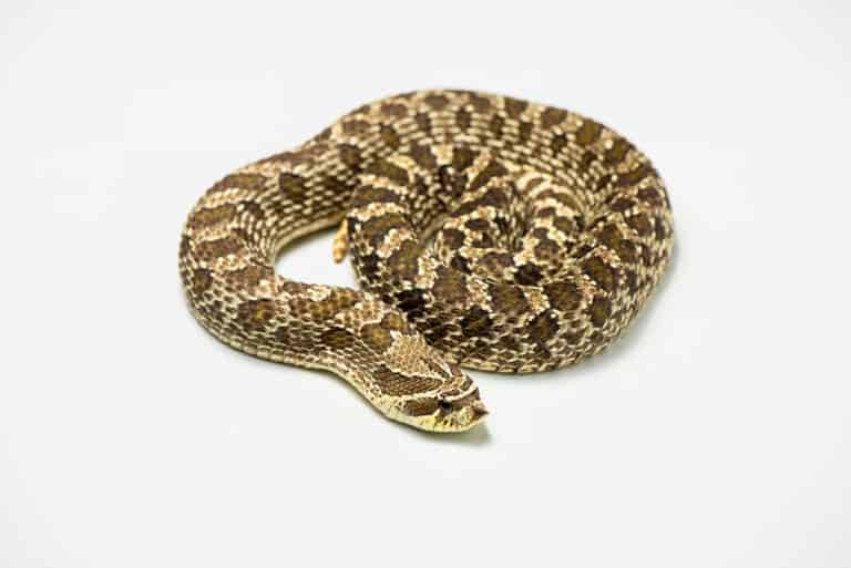 Why These Beautiful Animals Have Spots - A-Z Animals