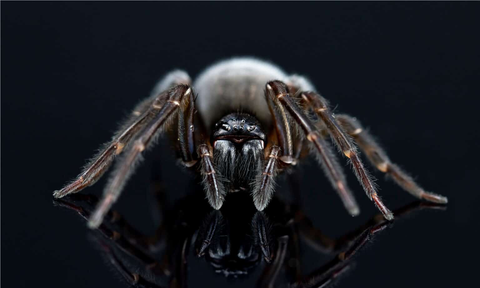 10 Spiders In Virginia - A-Z Animals
