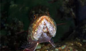 Lizardfish - A-Z Animals
