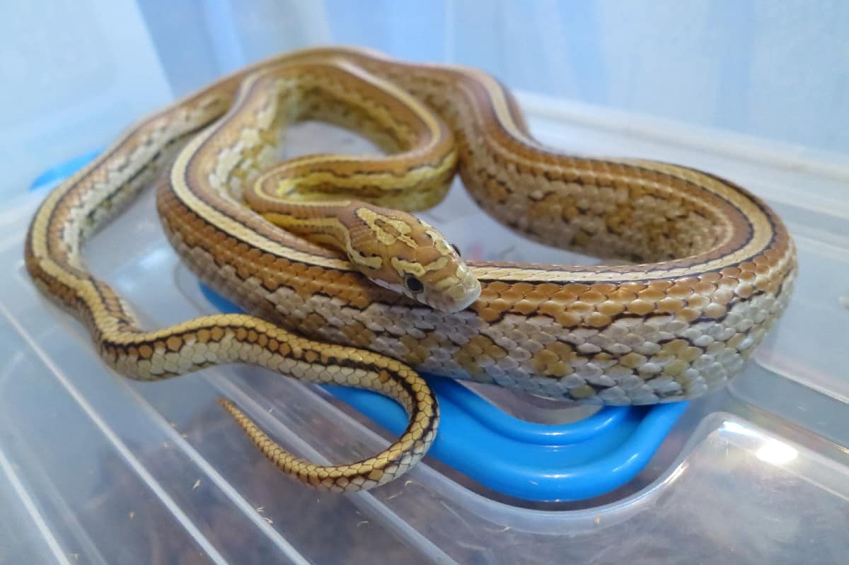Corn Snake Morphs: The Complete List - A-Z Animals