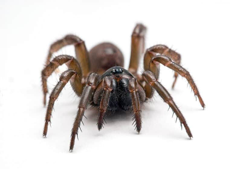 Trapdoor spider Pictures - AZ Animals