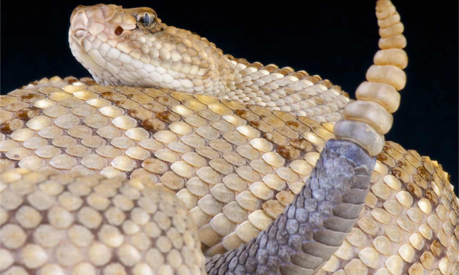 Why Do Rattlesnakes Have a Rattle on Their Tails? - A-Z Animals