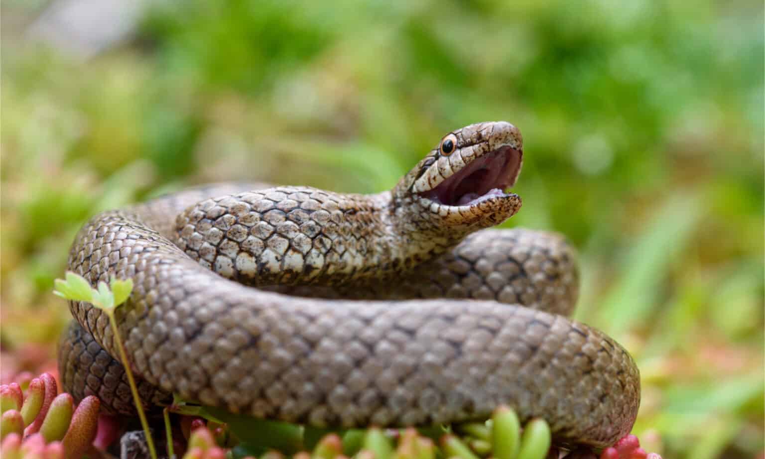 Snakes in England - A-Z Animals