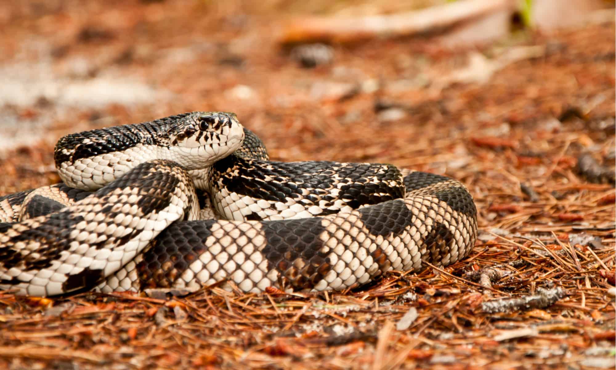 Discover the 10 Most Unusual Snakes in America (One is Rainbow-Colored ...