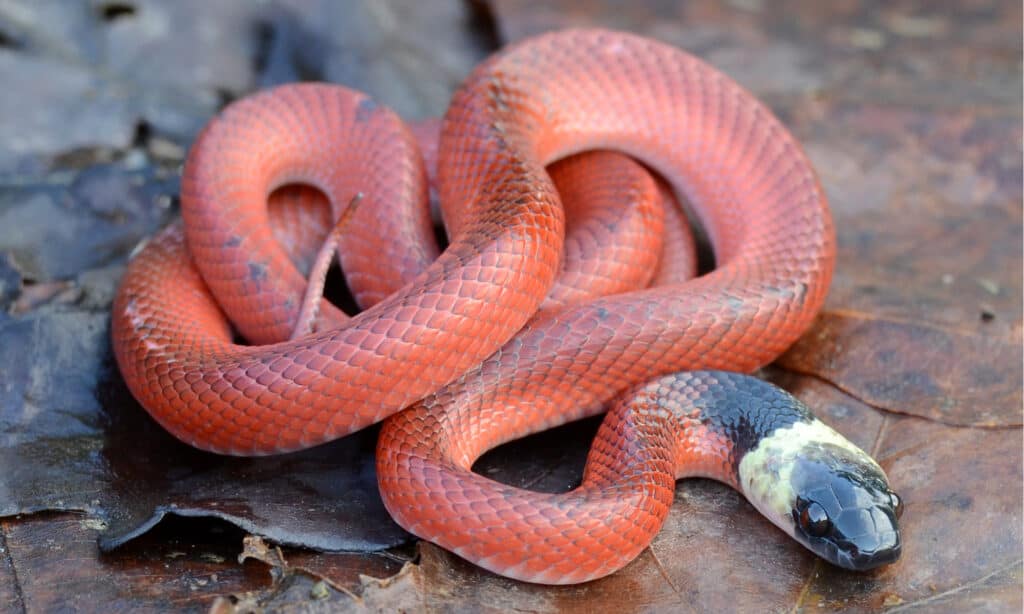 Wildlife in Suriname - Types of Surinamese Animals - A-Z Animals