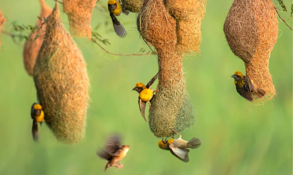 Baya Animal Pictures | A-Z Animals