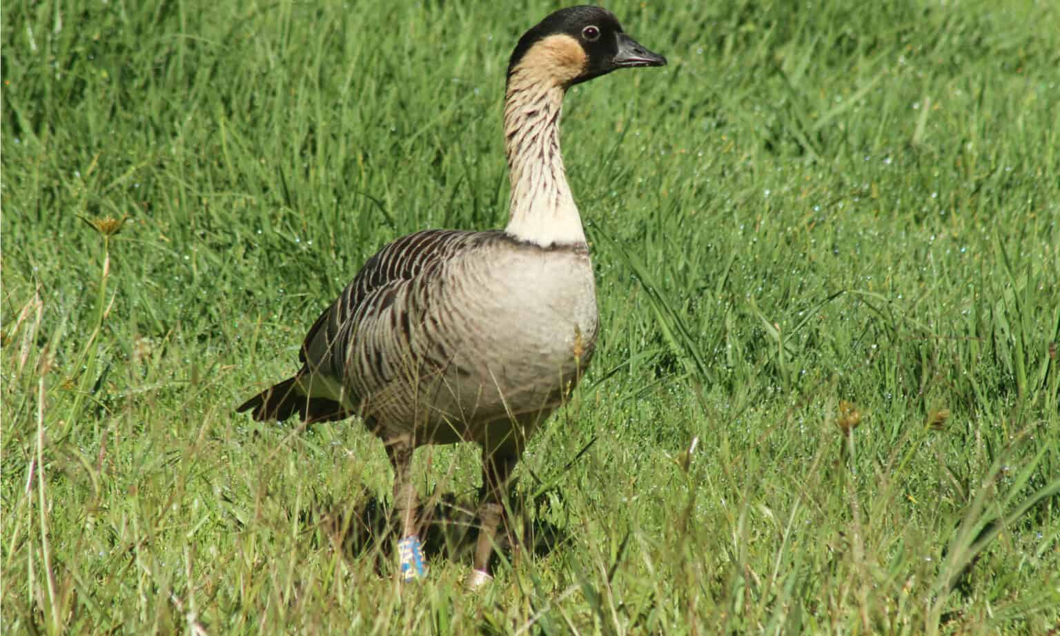 Hawaiian Goose (Nene) Animal Facts - Branta sandvicensis - A-Z Animals