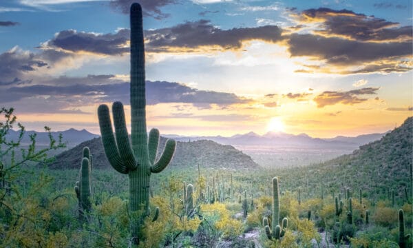 Saguaro Cactus - A-Z Animals