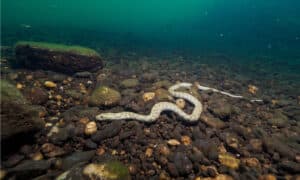 Discover 5 Snakes That Eat Fish: Pescatarian Snakes? - A-Z Animals