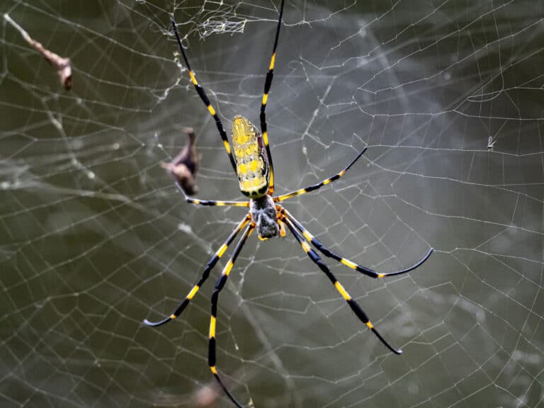 Joro Spider Animal Facts - Trichonephila clavata - A-Z Animals