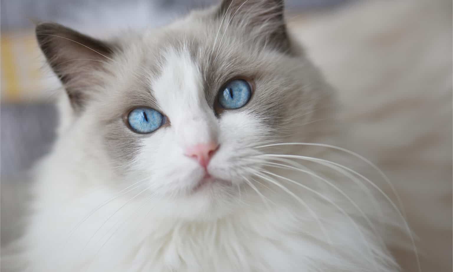 Ragdoll Cat Breed Complete Guide - A-Z Animals