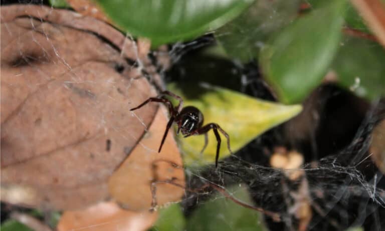 Discover 10 Spiders Found In Hawaii - A-Z Animals