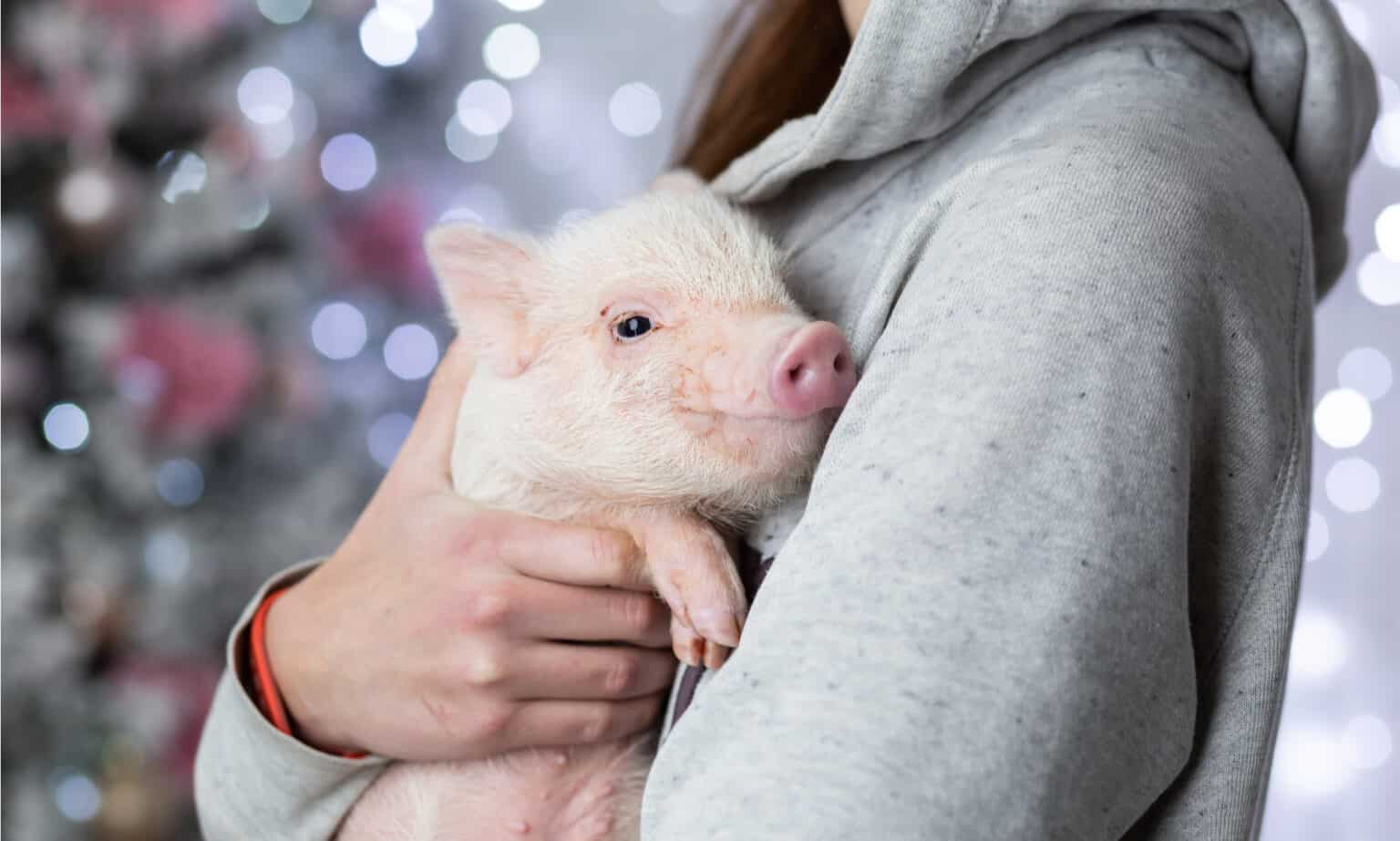 Pig Teeth: Everything You Could Possibly Want to Know - A-Z Animals