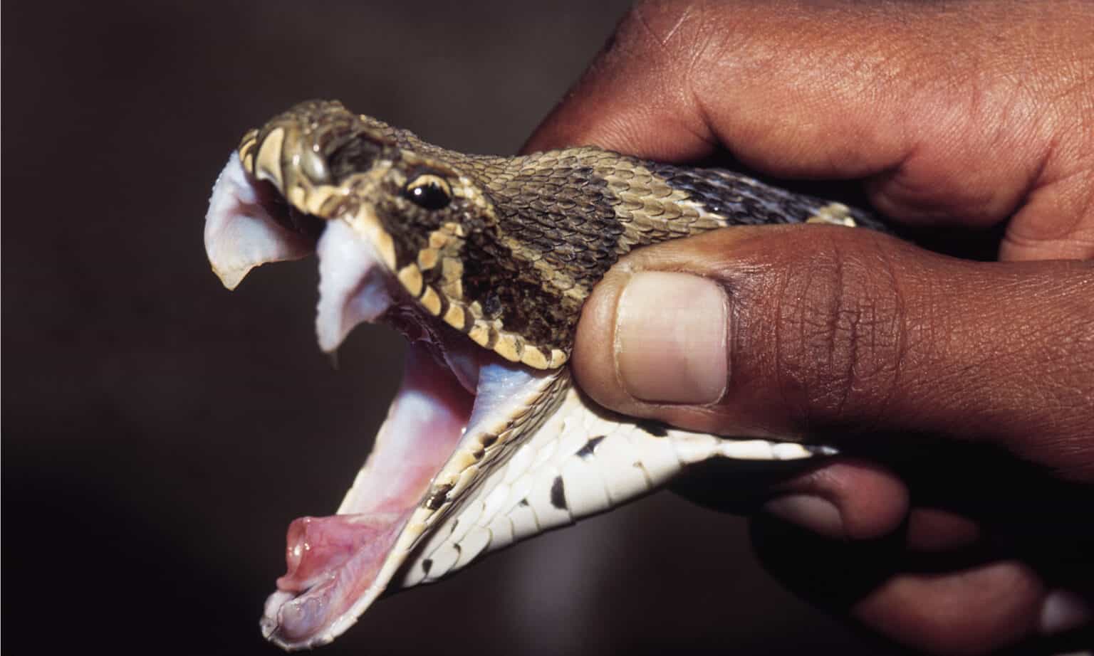 World's Most Venomous Snake has a Bite that Can Kill 100 Men! - A-Z Animals