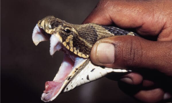 Russel’s Viper Animal Facts - Daboia russelii - A-Z Animals